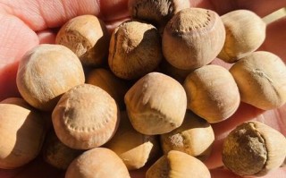 野生榛子多少钱一斤_野生榛子价格为什么差距大