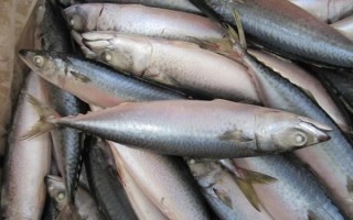 青占鱼图片_如何挑选新鲜青占鱼