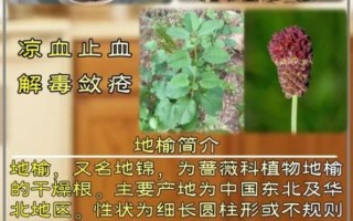 地榆的功效与作用_地榆怎么使用