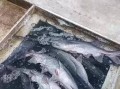 鸭嘴鲟鱼多少钱一斤_鸭嘴鲟鱼价格行情
