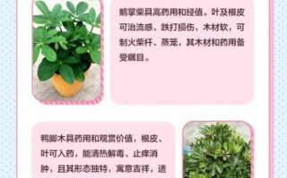 鹅掌柴和鸭脚木的区别_哪个是鸭脚木