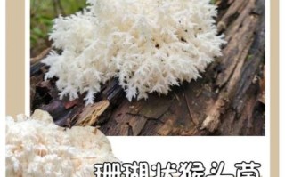 海蘑菇图片大全_海蘑菇长什么样