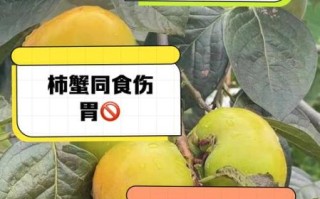 柿子不能和什么一起吃_柿子相克食物有哪些