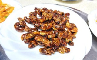 炸知了的功效与作用_炸知了禁忌有哪些