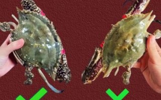 梭子蟹怎么处理_图解步骤