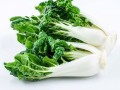 奶油白菜什么时候种_奶油白菜怎么种