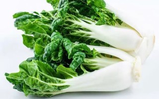 奶油白菜什么时候种_奶油白菜怎么种