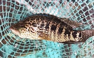 小石斑鱼图片_淡水能养吗