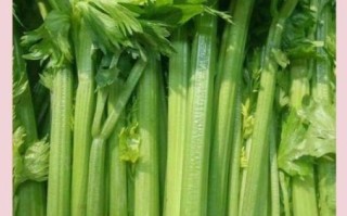 芹菜杀精吗_芹菜对精子影响真相