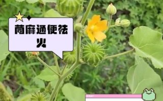 苘麻的功效与作用_苘麻的副作用有哪些