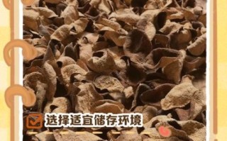 怎样保存陈皮最好_陈皮放冰箱还是常温