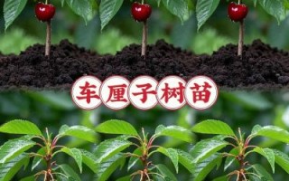 樱桃树几年结果_樱桃树怎么种植