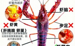 龙虾的营养价值_龙虾吃了会长胖吗