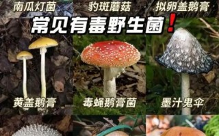 食用菌图片大全_如何辨别可食用蘑菇