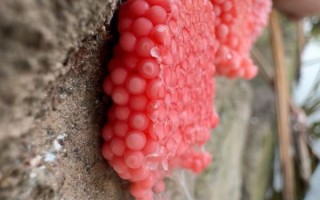 福寿螺的卵有毒吗_福寿螺卵怎么清除