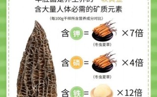 羊肚蘑菇的功效与作用_羊肚蘑菇怎么吃最营养