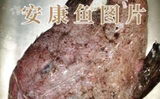 安康鱼为什么便宜_安康鱼价格低的真实原因