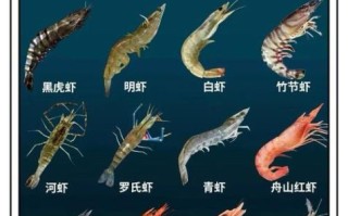 黑虎虾是海虾还是河虾_黑虎虾产地与养殖环境揭秘