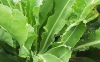 蓝培根是什么_蓝培根好吃吗