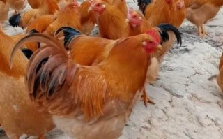 中国十大名鸡有哪些_哪里的鸡最好吃