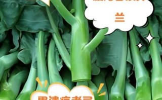 芥兰不适宜人群有哪些_什么人不能吃芥兰