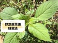 芝麻菜怎么种_芝麻菜种植时间和方法