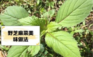芝麻菜怎么种_芝麻菜种植时间和方法