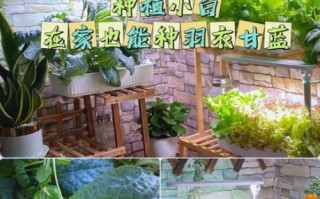 羽衣甘蓝怎么种_羽衣甘蓝种植方法