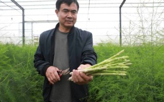 种植芦笋一亩利润_芦笋亩收益多少