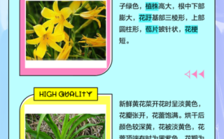 金针菜图片_金针菜和黄花菜的区别