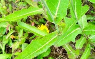 长裂苦苣菜图片_长什么样