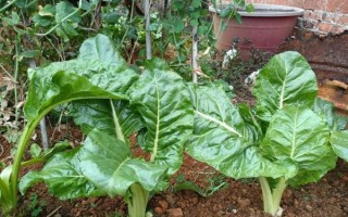 猪婆菜又叫什么菜_猪婆菜与牛皮菜区别