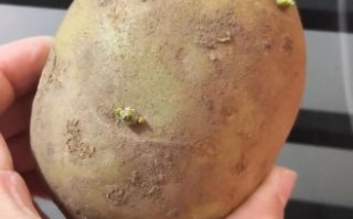 土豆发芽了还能吃吗_土豆发芽有毒吗