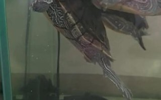 巴西龟冬眠怎么养_巴西龟冬眠注意事项