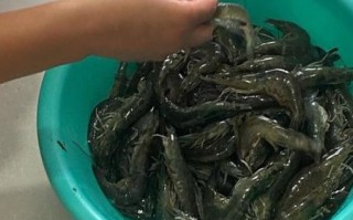 河虾怎么养才不会死_河虾养殖注意事项