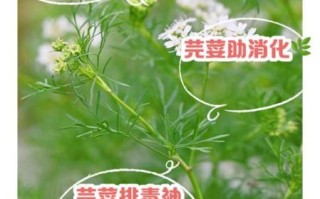 芫荽对肾的功效与作用_芫荽补肾还是伤肾
