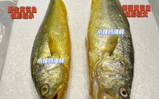 黄花鱼一般多大_黄花鱼大小怎么判断