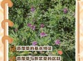 苜蓿菜长啥样_苜蓿菜和紫花苜蓿区别