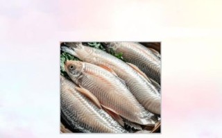 巴沙鱼怎么烧才好吃_巴沙鱼适合清蒸还是香煎