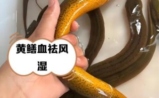 黄鳝血怎么吃_黄鳝血做法大全