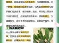 长期服用仙人掌的危害_有哪些副作用