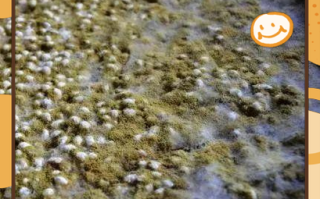 家庭自制黄豆酱怎么做_如何保存不发霉