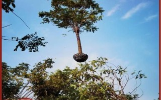 香花槐价格多少钱一棵_香花槐价格受哪些因素影响