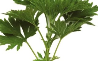 益母草长什么样_益母草与艾草区别
