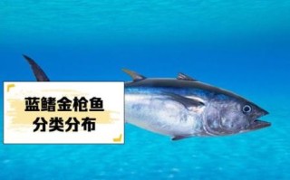 蓝鳍金枪鱼价格多少钱一斤_2024最新行情