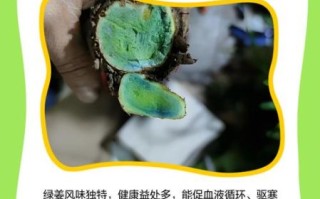 生姜发芽变绿还能吃吗_生姜变绿有毒吗