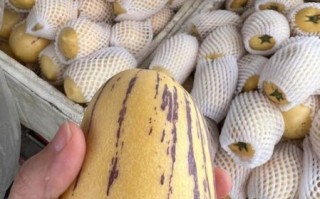 人参果价格多少钱一斤_人参果为什么这么贵