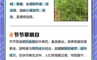 节节草的功效与作用_节节草能治什么病