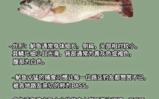 鲈鱼品种有哪些_鲈鱼怎么分辨