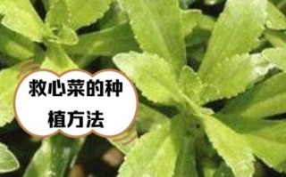 救心菜的功效与作用有哪些_救心菜怎么吃最营养